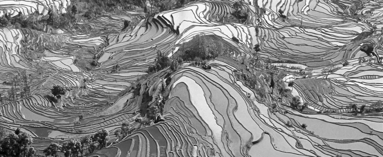 CHINA: On the origin of Rice 稻 – Myths, History and Folklore
