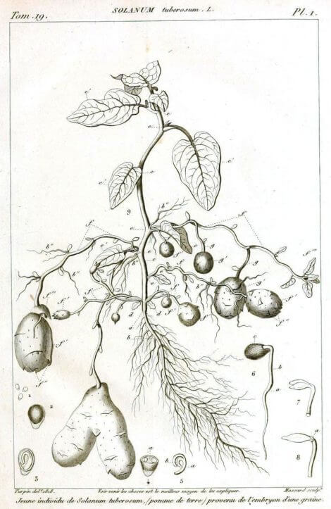 BOLIVIA: On myth and folklore of the potato – papa