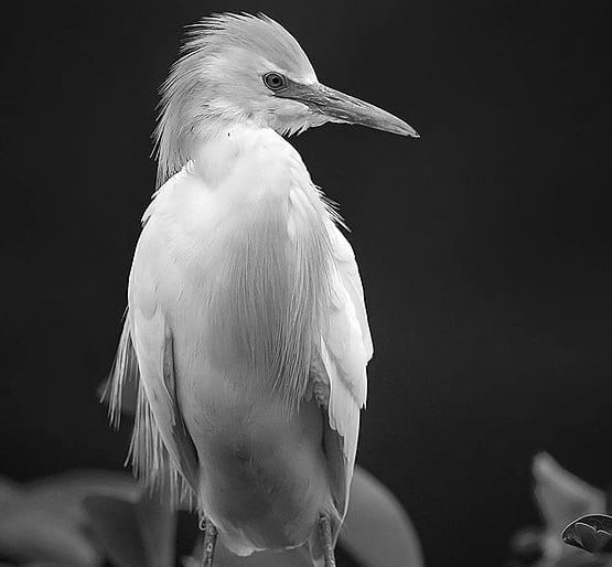 INDONESIA: Legends of the Herons, or Kokokan birds in Petulu Gunung, Bali