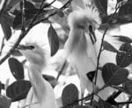 INDONESIA: Legends of the Herons, or Kokokan birds in Petulu Gunung, Bali