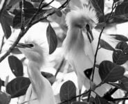 INDONESIA: Legends of the Herons, or Kokokan birds in Petulu Gunung, Bali