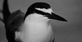 earthstoriez| Myths & folklore of the birdman cult on the Easter Island ...