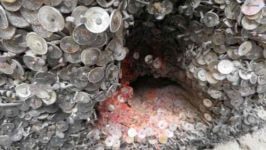 NEPAL: The Toothache tree of Kathmandu