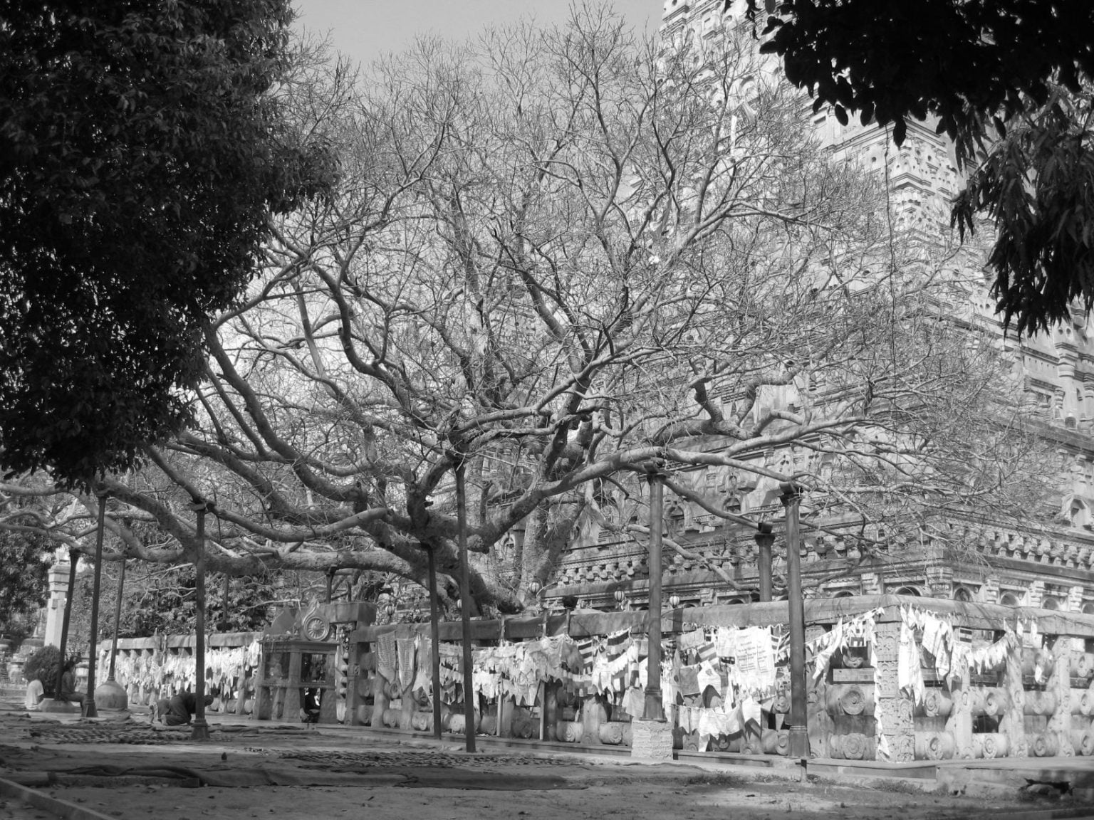 INDIA: On the Bodhi or Ashwattha Tree