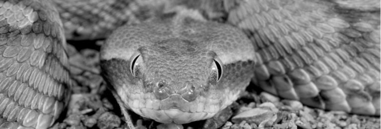 earthstOriez | OMAN: Mythology, history and use of Frankincense or Hojari