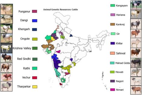 INDIA: On cow and bull in History & Mythology
