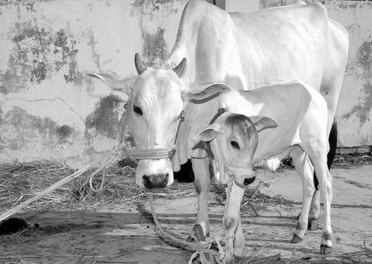 INDIA: On cow and bull in History & Mythology