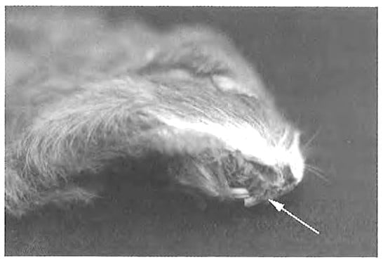 earthstOriez | On the Cuy – Guinea pig – in history, mythology, folklore