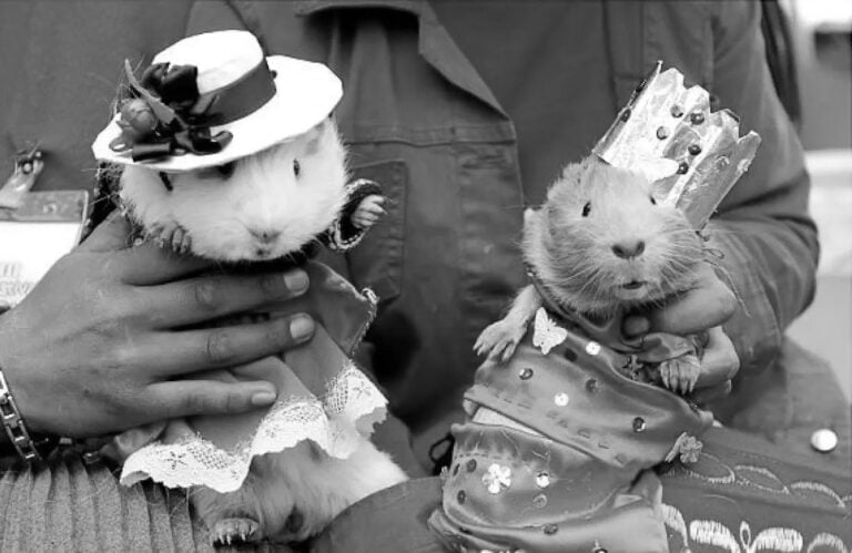 earthstOriez | On the Cuy – Guinea pig – in history, mythology, folklore