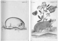 earthstOriez | On the Cuy – Guinea pig – in history, mythology, folklore