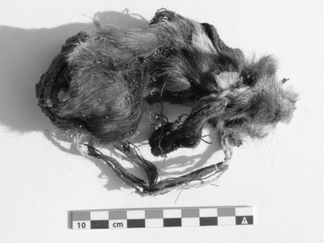earthstOriez | On the Cuy – Guinea pig – in history, mythology, folklore