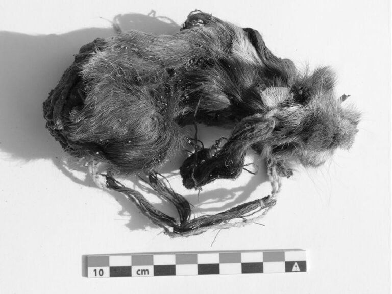 earthstOriez | On the Cuy – Guinea pig – in history, mythology, folklore