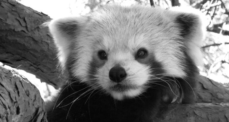 earthstOriez | CHINA: On the Giant Panda in History and Mythology