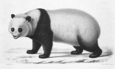 earthstOriez | CHINA: On the Giant Panda in History and Mythology