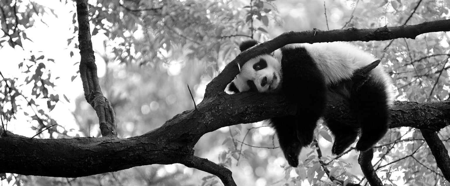 earthstOriez | CHINA: On the Giant Panda in History and Mythology