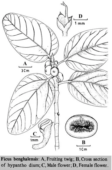 earthstOriez | INDIA: On the Banyan Tree