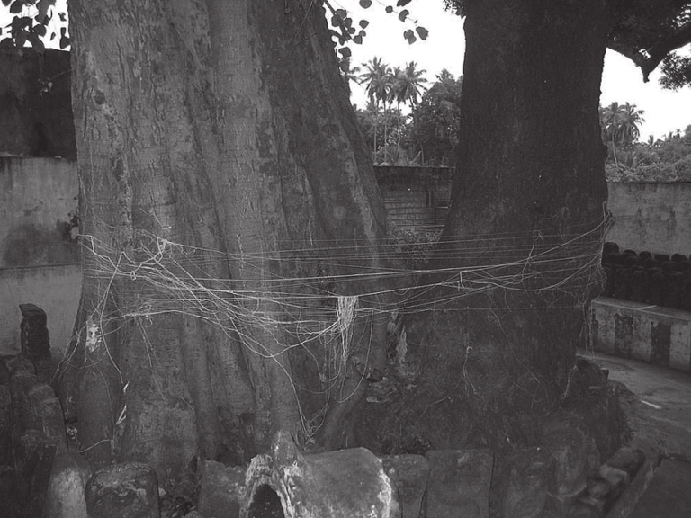 INDIA: On the Bodhi or Ashwattha Tree