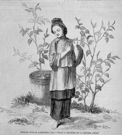 CHINA: On the origins of Tea