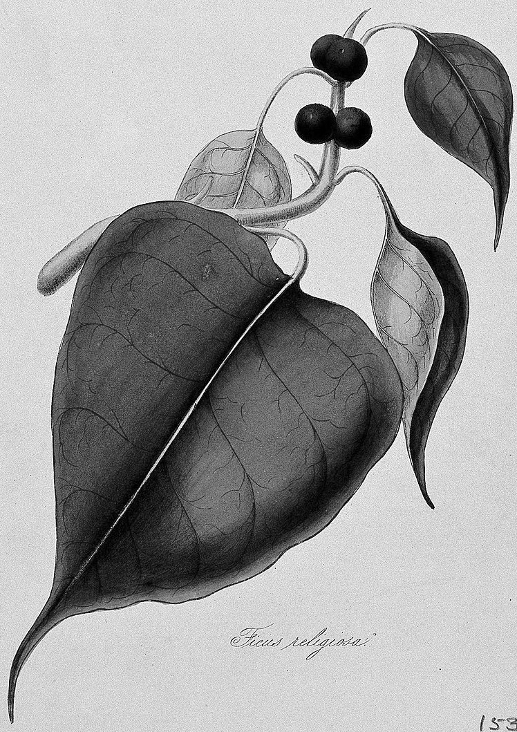 Curative use of Sacred Fig trees in Indian history and heritage