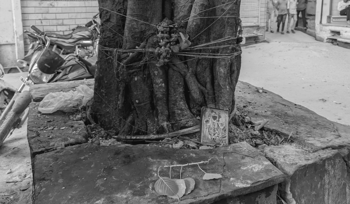 INDIA: On the Bodhi or Ashwattha Tree