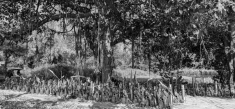 INDIA: On the Bodhi or Ashwattha Tree