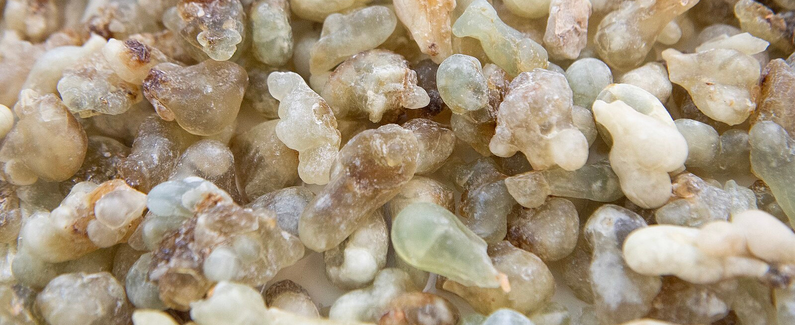 The curative use of Frankincense in Oman and beyond