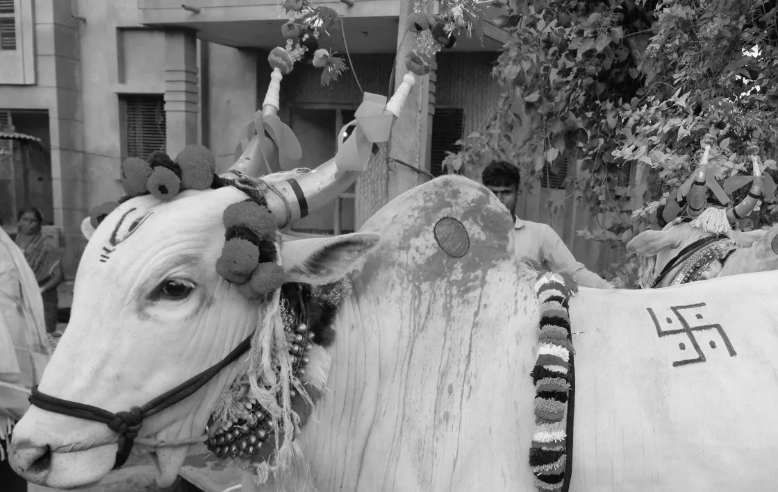 INDIA: On Cow and Bull in history & mythology