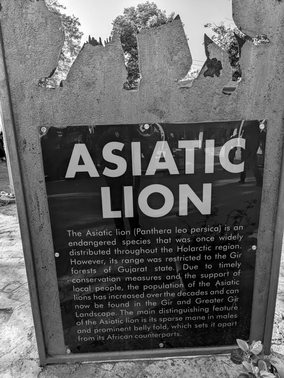 INDIA: On History, Myth & Folklore of the Asiatic Lion