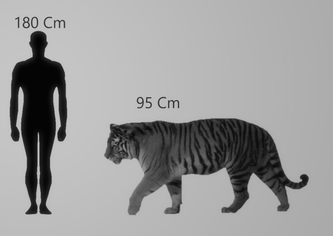 Living with tigers: Human–wildlife coexistence in India