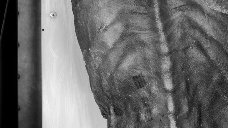 ITALY: Frozen in Ice – The curse of the Iceman – Ötzi